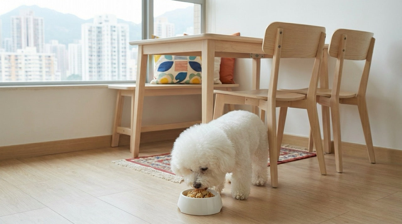Bichon Frise Nutrition Guide for Hong Kong | Feeding, Hydration ...